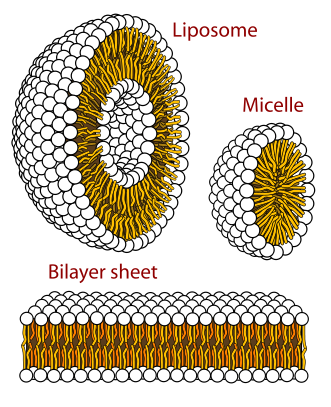 Micelle | Society of Petroleum Engineers (SPE) | OnePetro